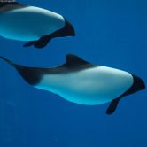 Species | Delphinidae