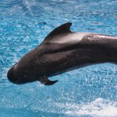 Species | Delphinidae