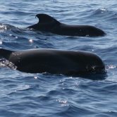 Species | Delphinidae