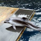 Species | Delphinidae