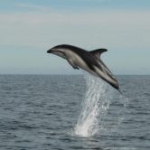 Species | Delphinidae