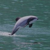 Species | Delphinidae