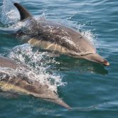 Species | Delphinidae