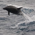 Species | Delphinidae