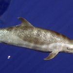 Species | Delphinidae