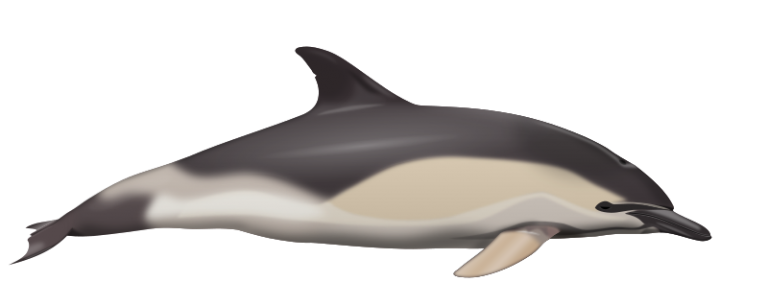 Species | Delphinidae